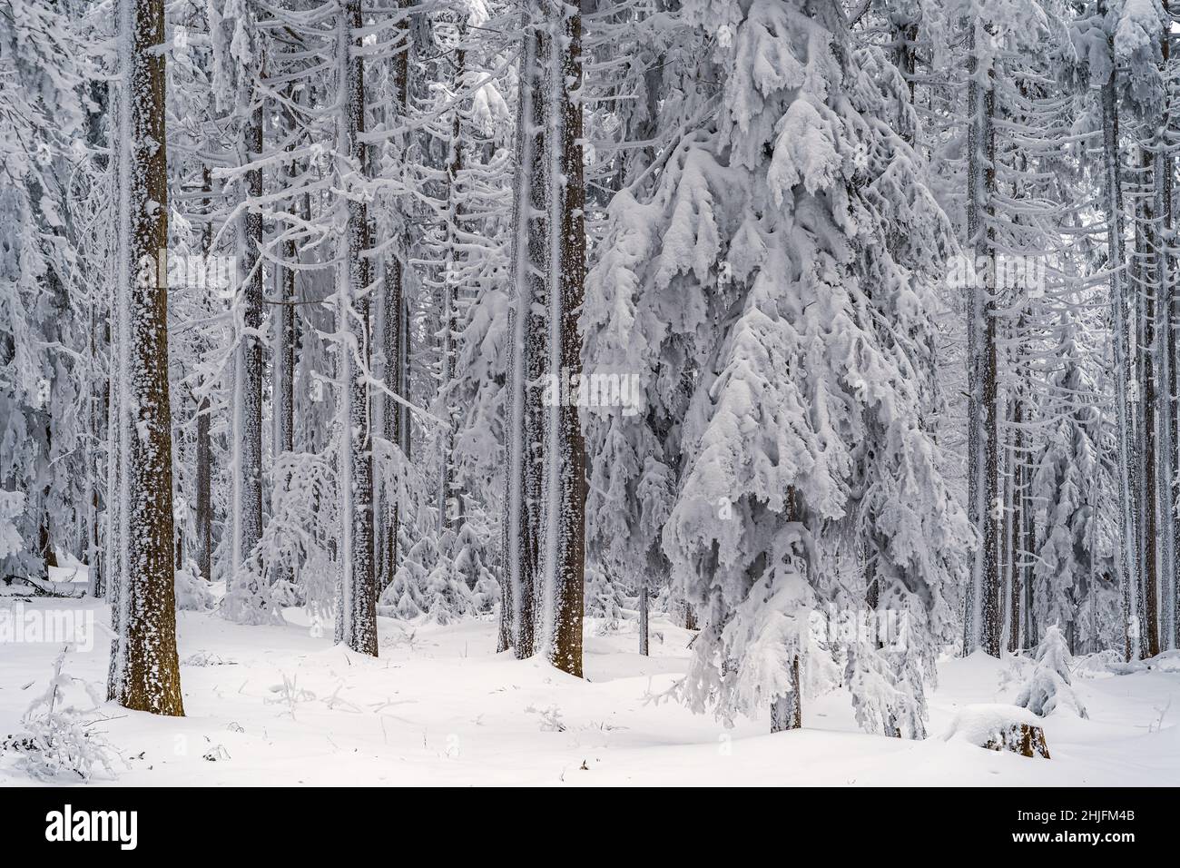 Beautiful winter landscape with snow covered trees in fog. Harsh winter ...