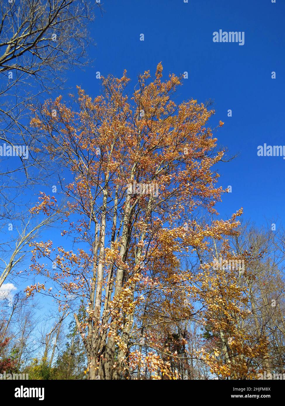 Fall colorful trees from the ground looking up to the sky with a bright ...