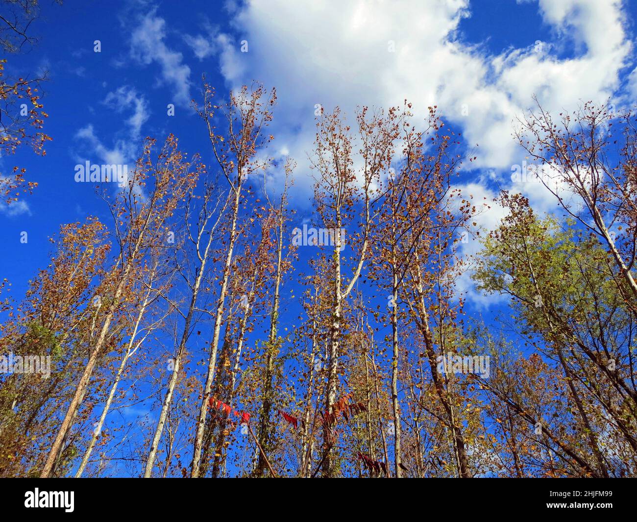 Fall Tree With Sky Blue