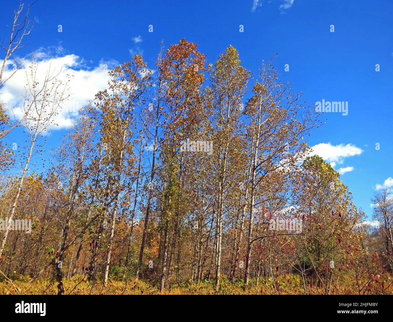 Fall colorful trees from the ground looking up to the sky with a bright ...