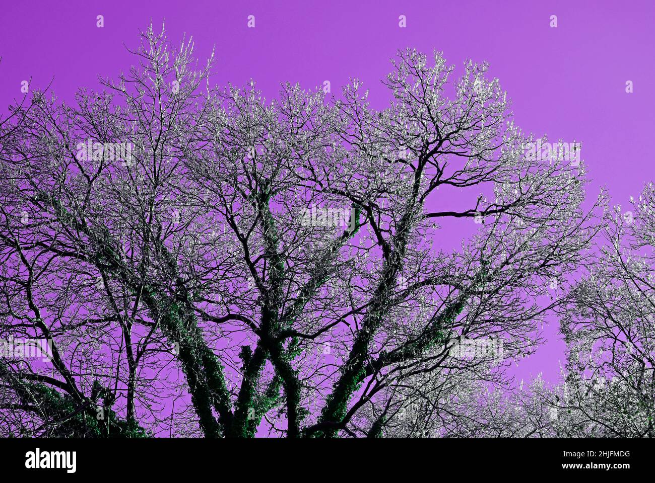 Baron black ominous Winter Tree with ice and purple background Stock ...