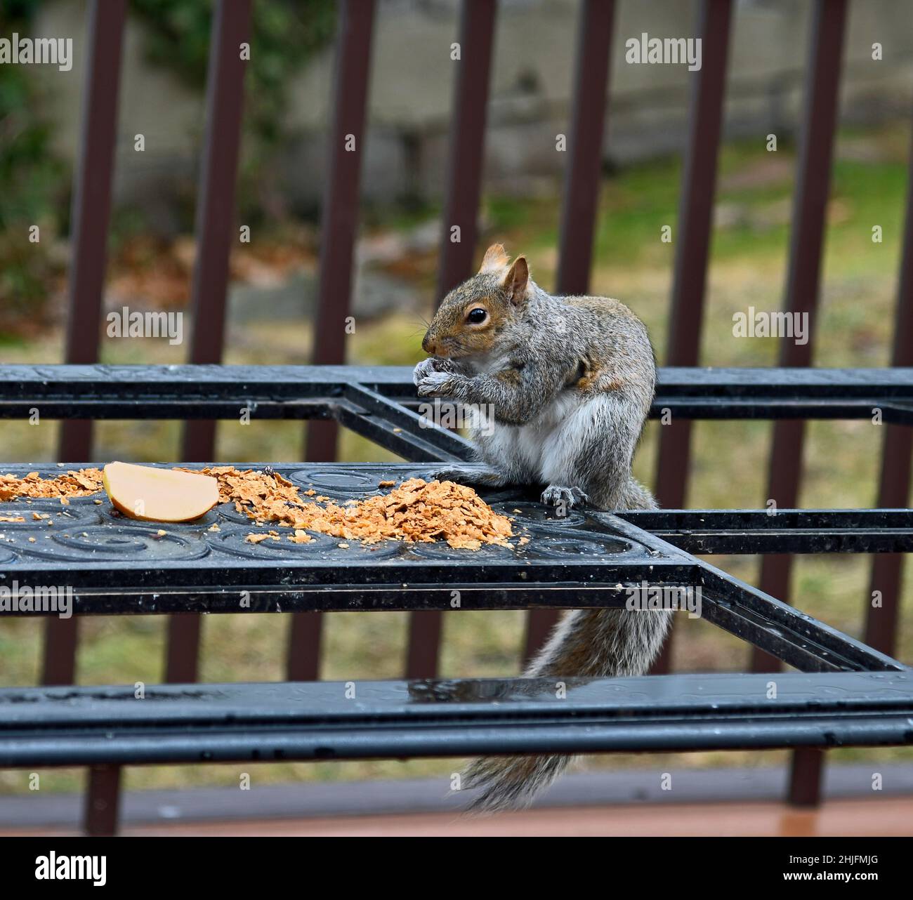 Adorable Gray Squirrel having cereal & an apple for breakfast on a ...