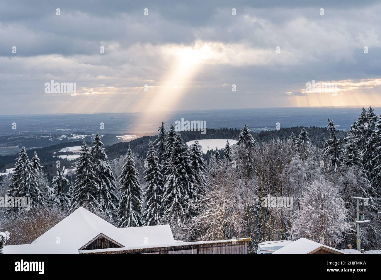 Beautiful winter landscape with snow covered trees in fog. Harsh winter ...