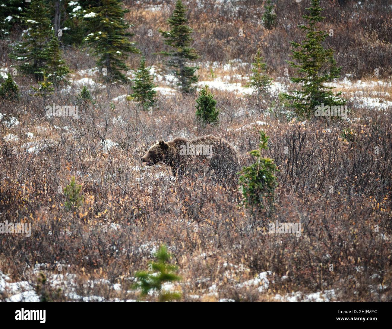 Big brown Grizzly bear foraging on meadow in national park at Icefields ...