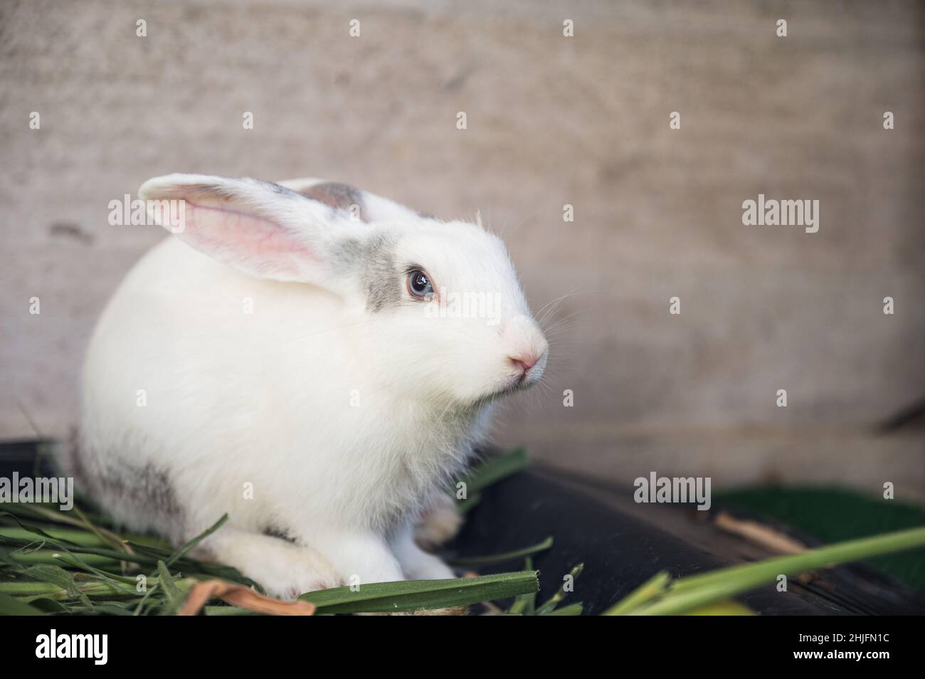 Rabbit garden stall hi-res stock photography and images - Alamy
