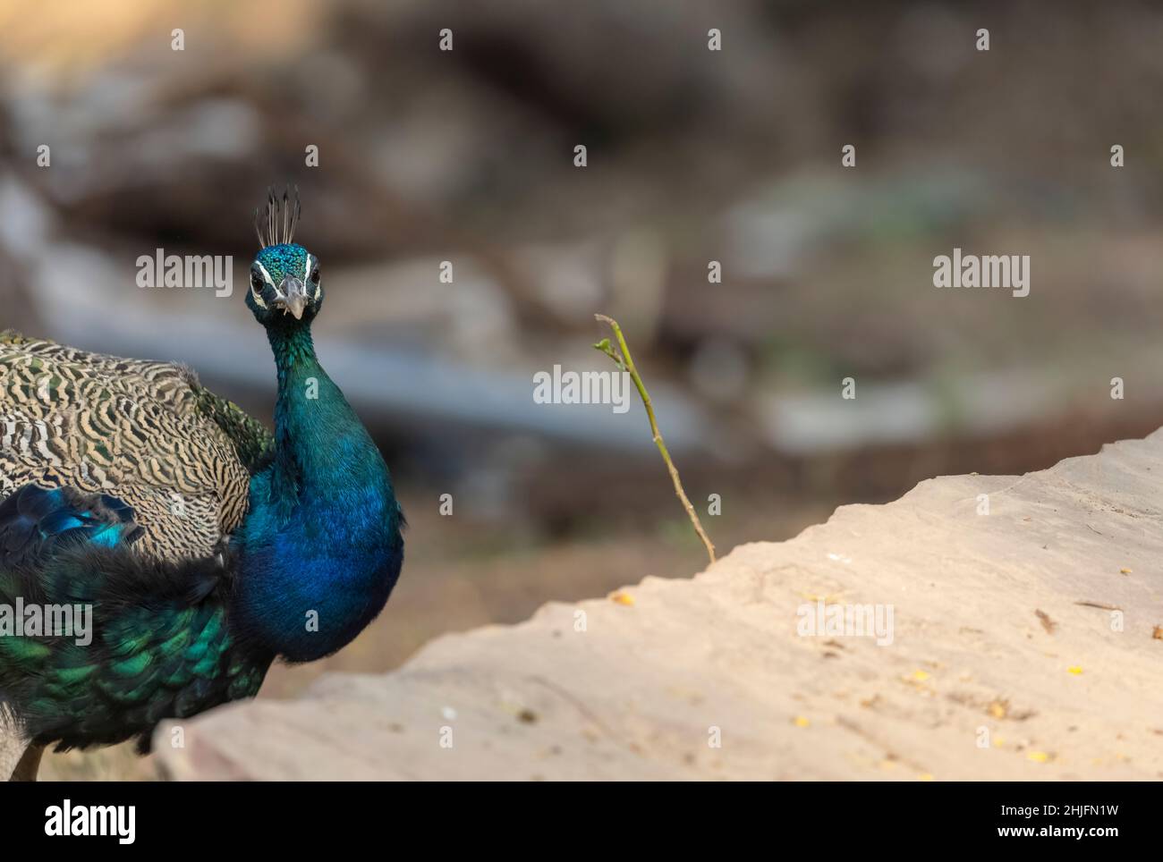 Indian Peafowl (Pavo cristatus) in the natural habitat of forest ...