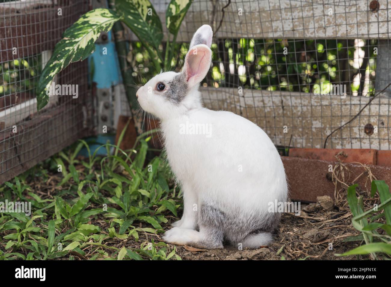 Rabbit garden stall hi-res stock photography and images - Alamy