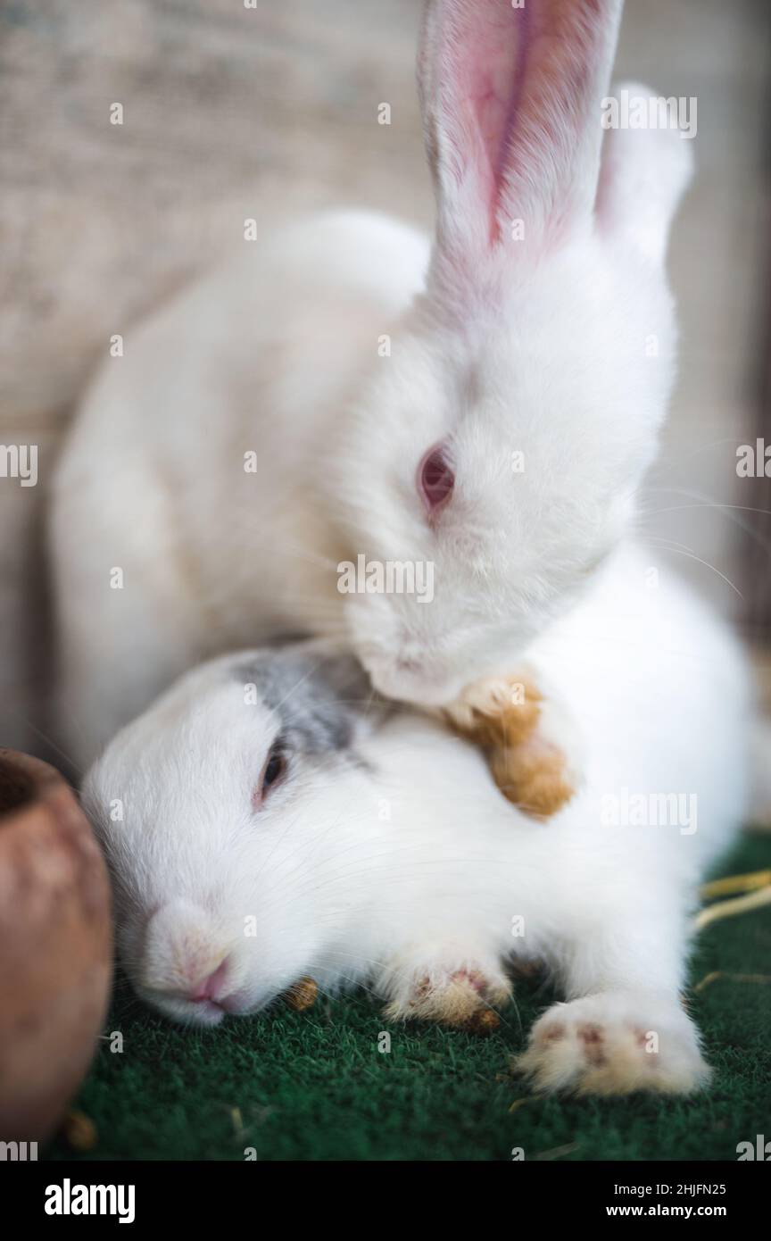 Two fluffy white rabbit playful hugging in stall Stock Photo - Alamy