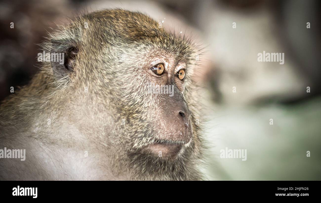Photo of long tailed macaque monkey (Macaca mulatta) at secret monkey ...