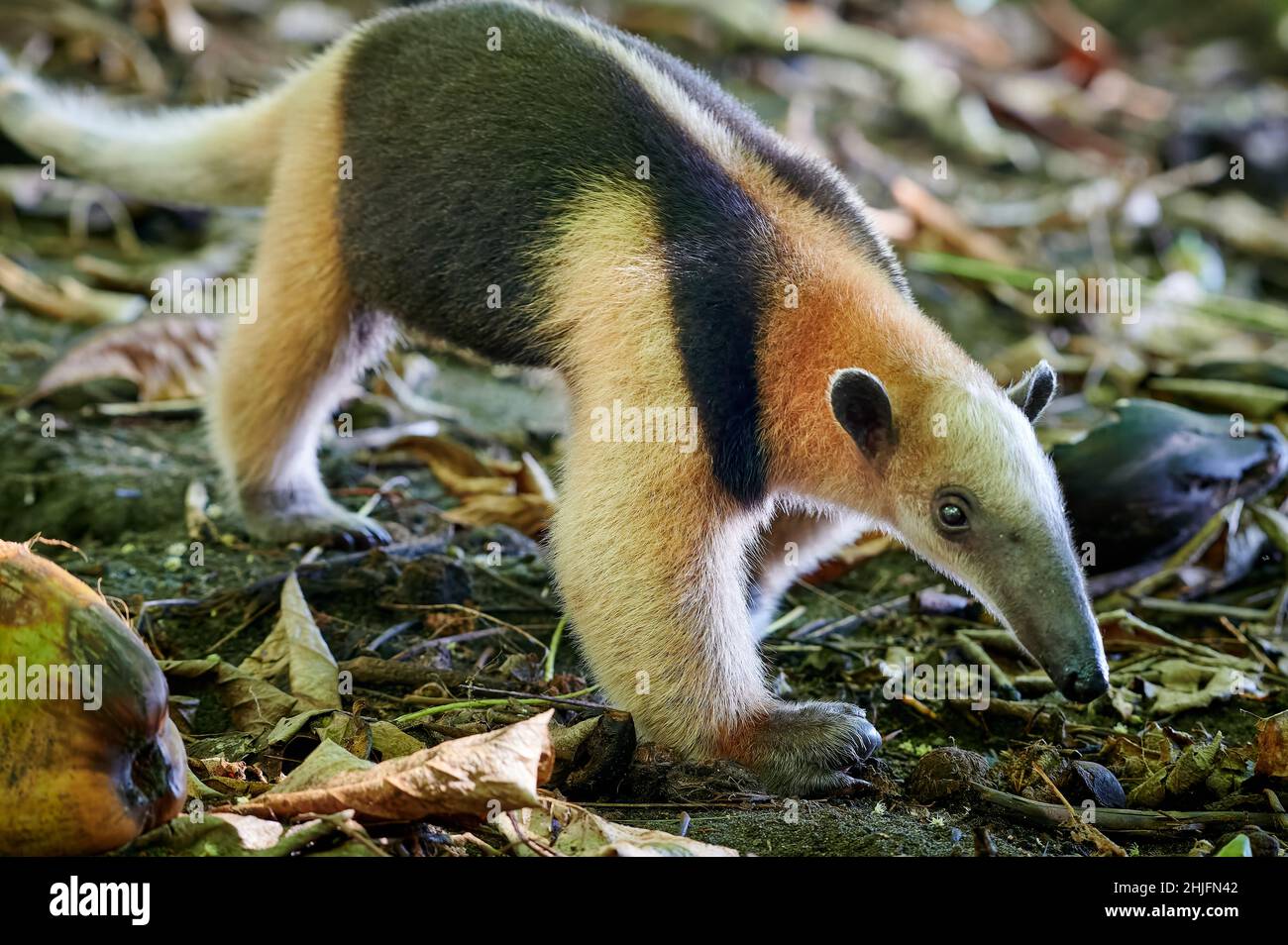anteater or Northern tamandua (Tamandua mexicana), Corcovado National ...