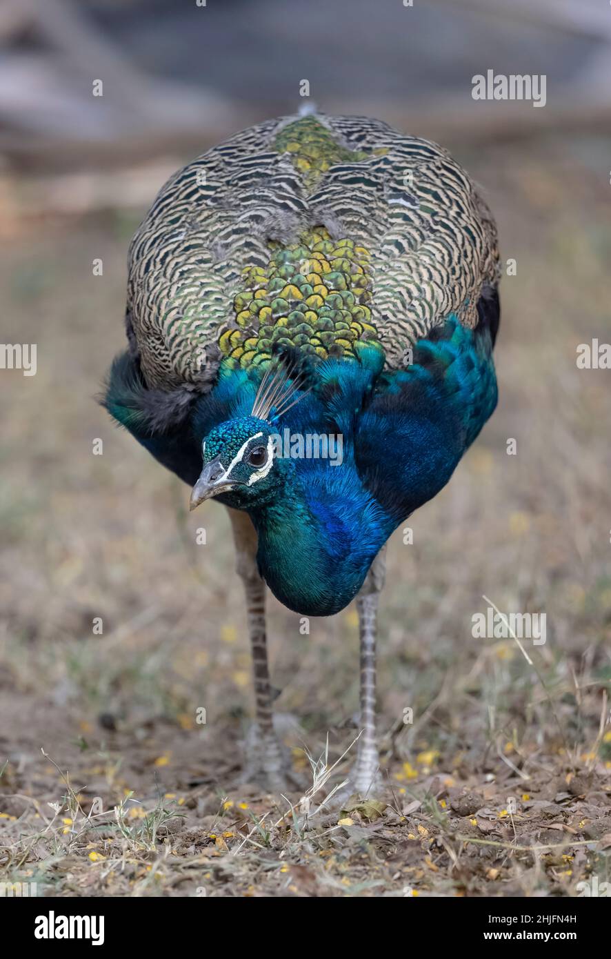 Indian Peafowl (Pavo cristatus) in the natural habitat of forest ...