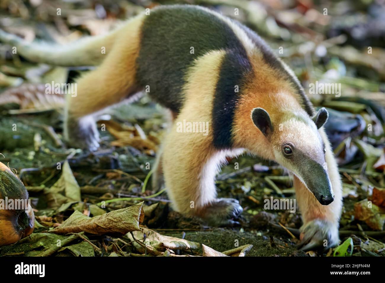 anteater or Northern tamandua (Tamandua mexicana), Corcovado National ...