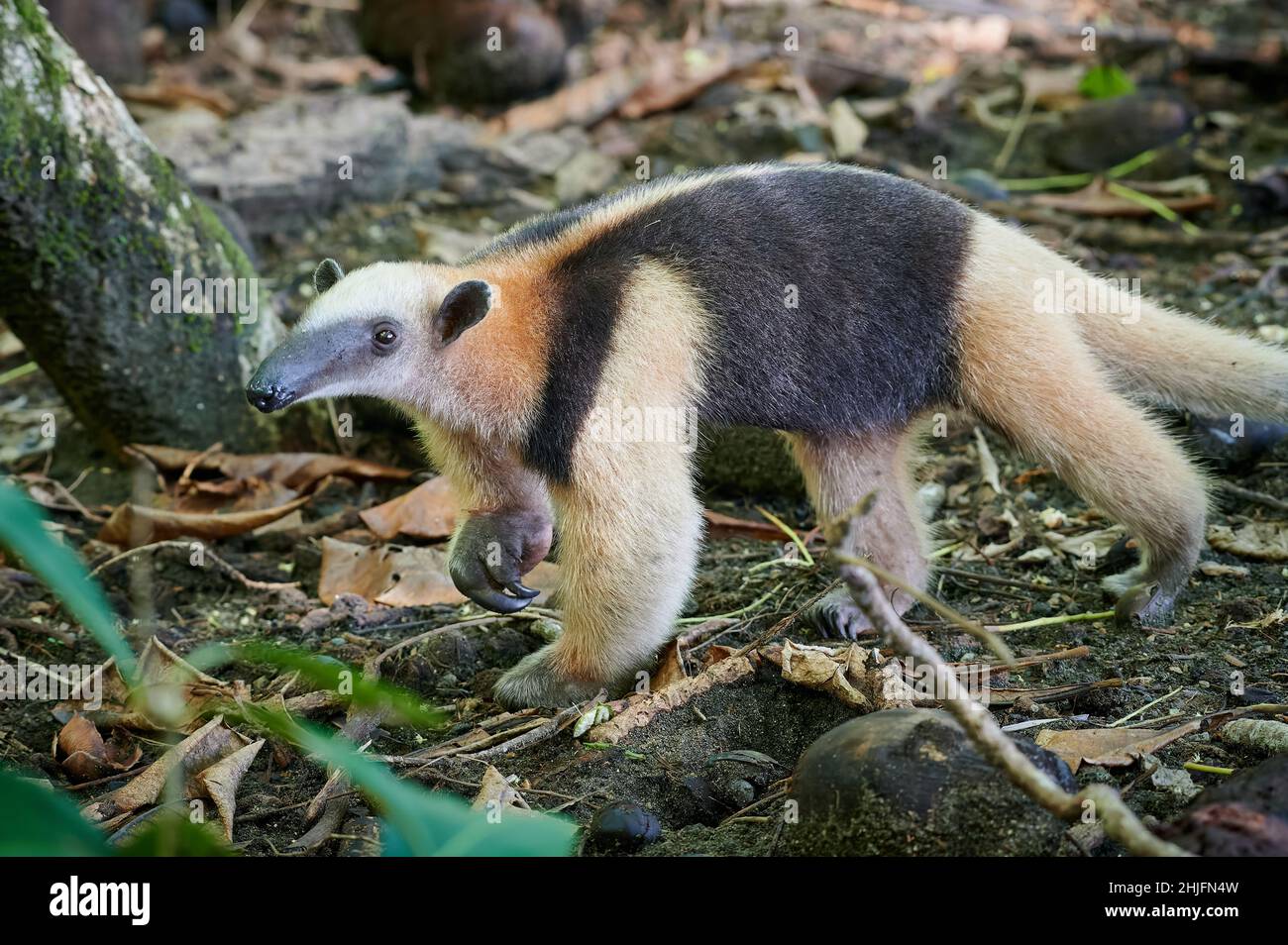 anteater or Northern tamandua (Tamandua mexicana), Corcovado National ...
