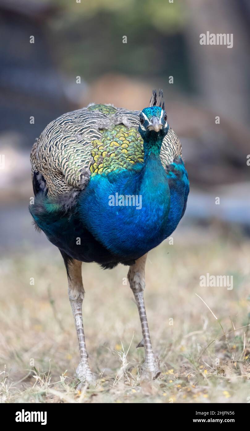 Indian Peafowl (Pavo cristatus) in the natural habitat of forest ...