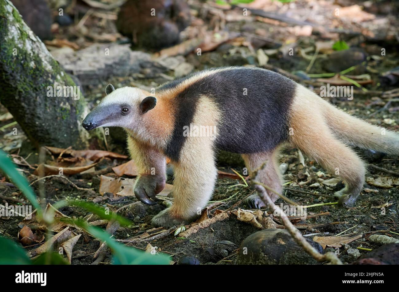 anteater or Northern tamandua (Tamandua mexicana), Corcovado National ...