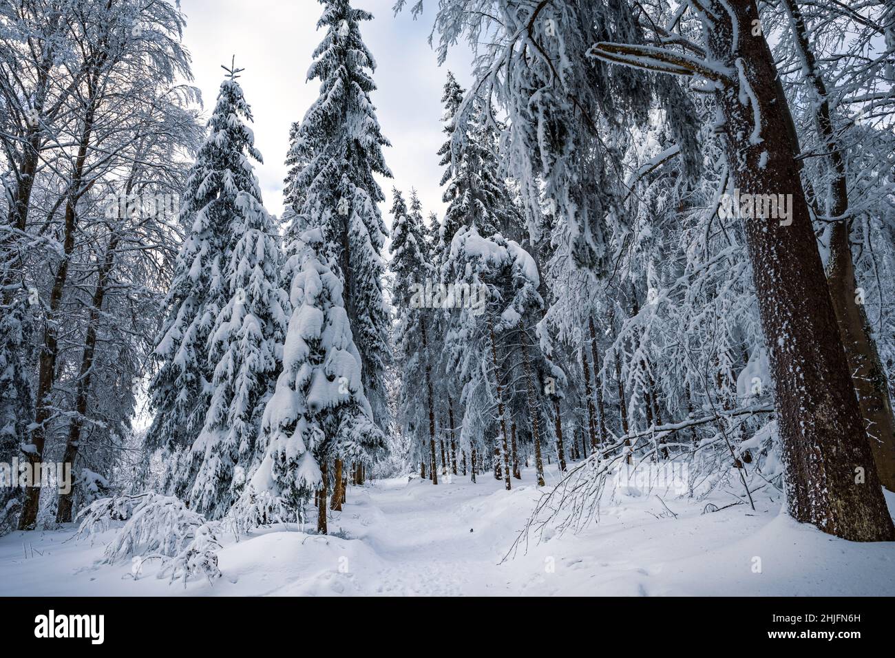 Beautiful winter landscape with snow covered trees in fog. Harsh winter ...