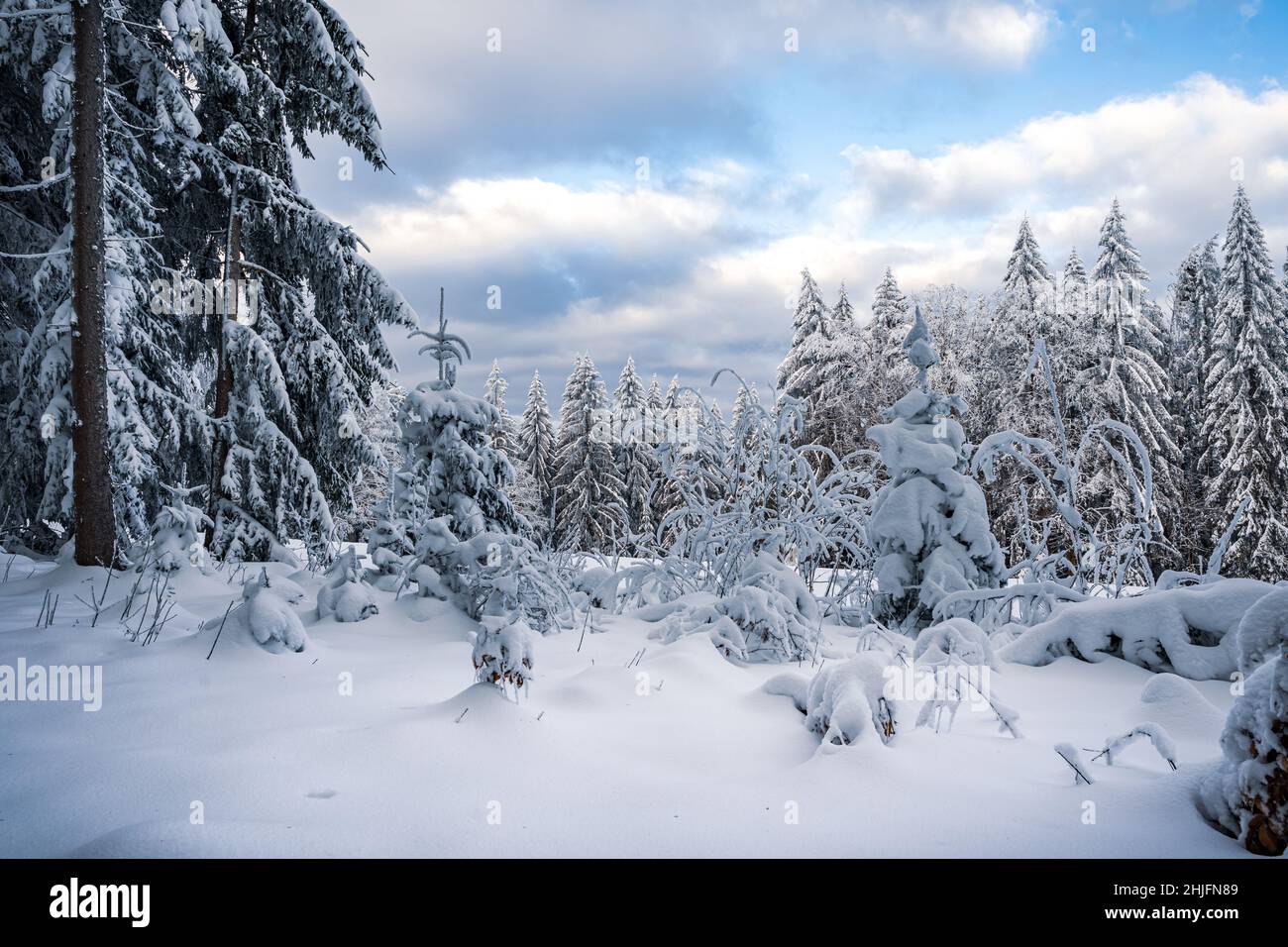 Beautiful winter landscape with snow covered trees in fog. Harsh winter ...
