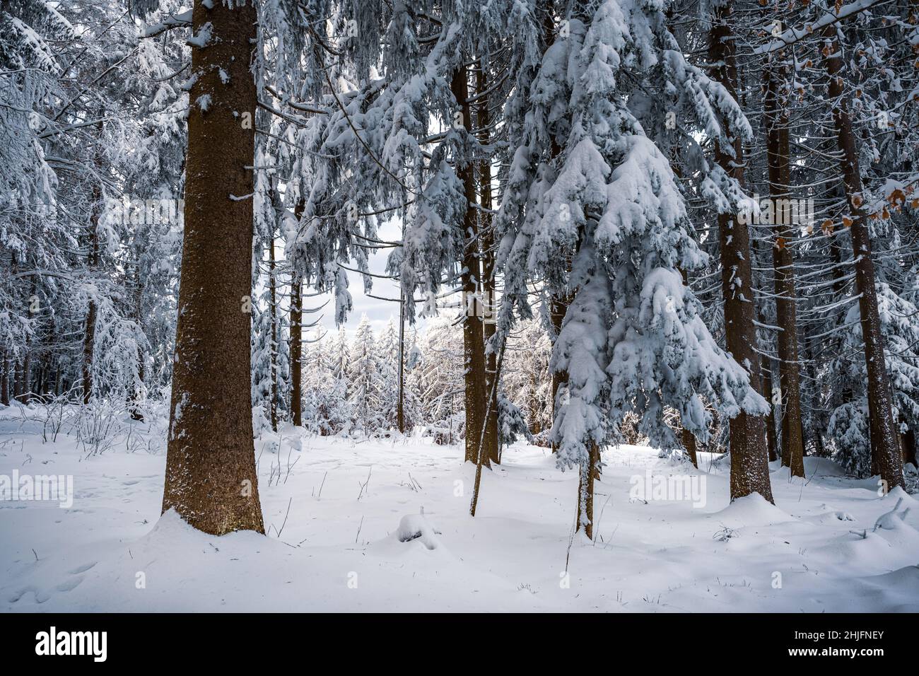 Beautiful winter landscape with snow covered trees in fog. Harsh winter ...