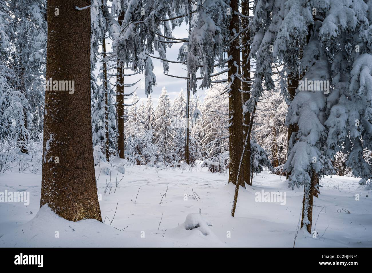Beautiful winter landscape with snow covered trees in fog. Harsh winter ...