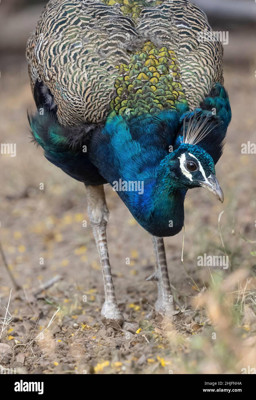 Indian Peafowl (Pavo cristatus) in the natural habitat of forest ...