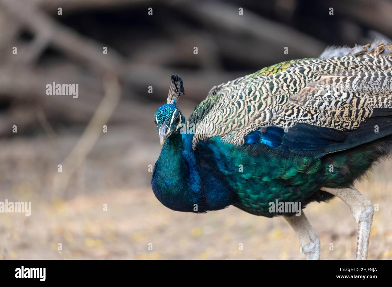 Indian Peafowl (Pavo cristatus) in the natural habitat of forest ...