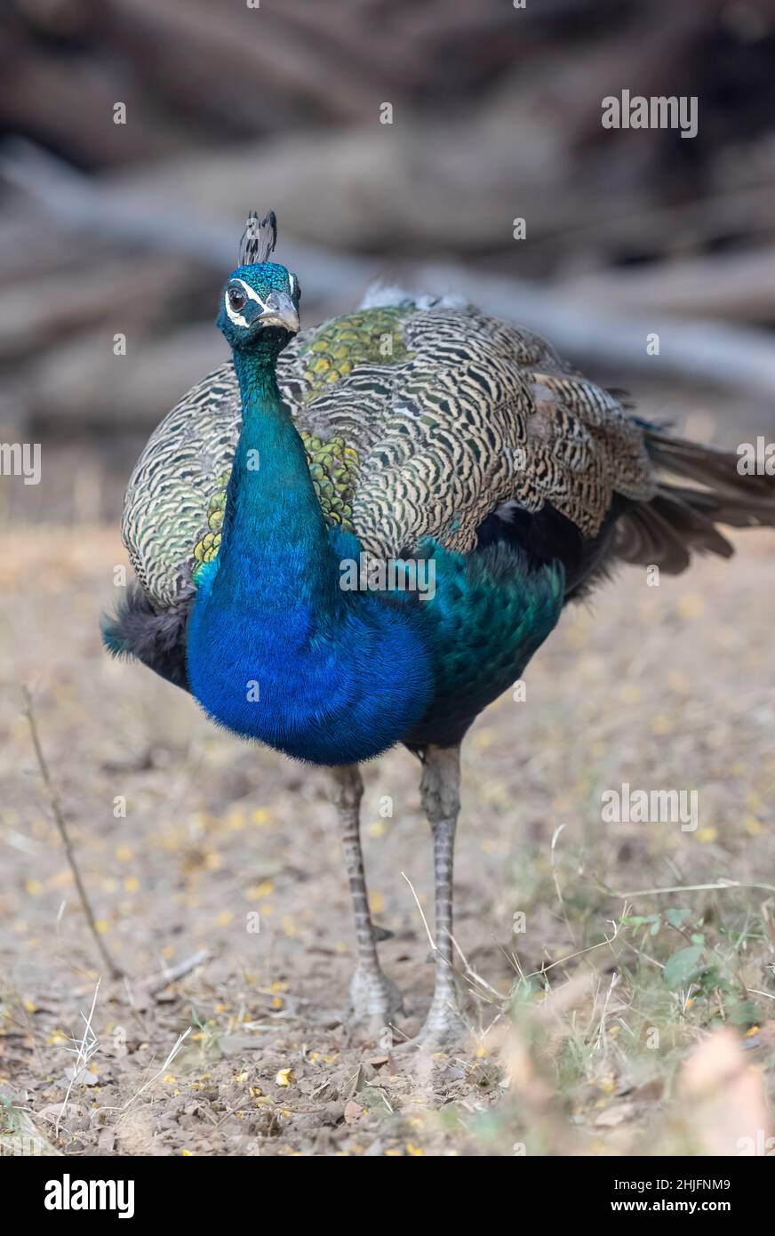 Indian Peafowl (Pavo cristatus) in the natural habitat of forest ...