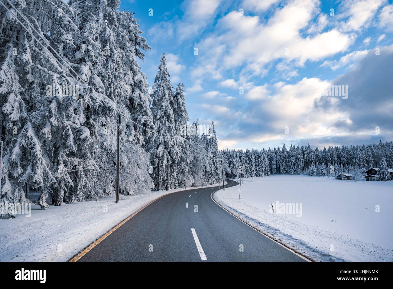 Beautiful winter landscape with snow covered trees in fog. Harsh winter ...