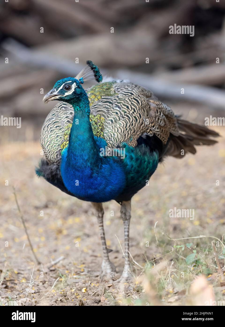 Indian Peafowl (Pavo cristatus) in the natural habitat of forest ...