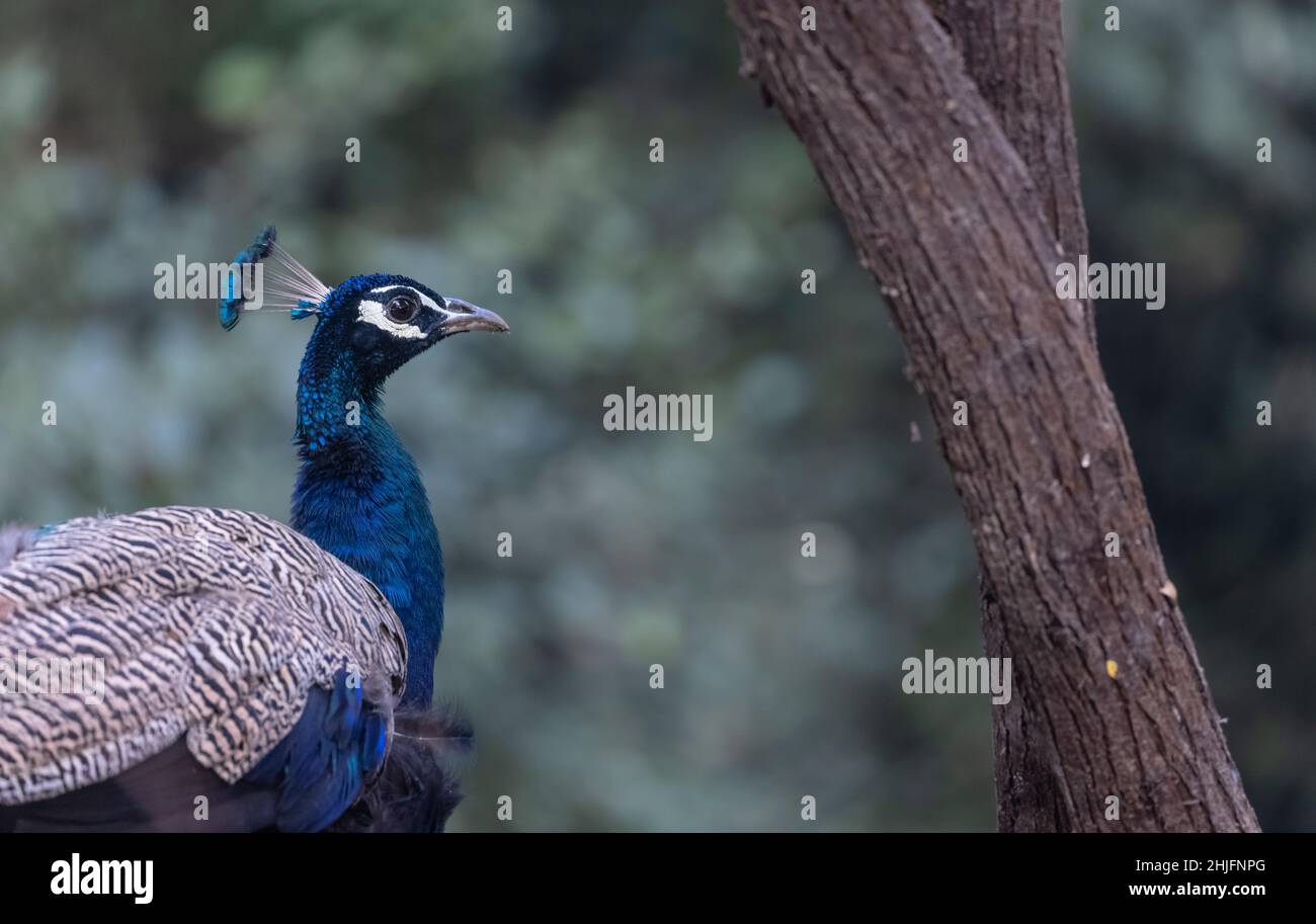 Indian Peafowl (Pavo cristatus) in the natural habitat of forest ...