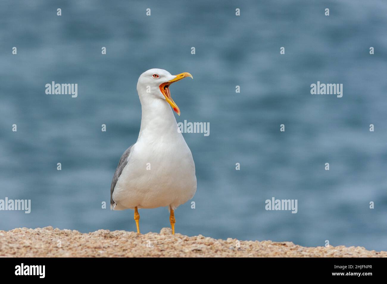Seagull with open beak Stock Photo - Alamy