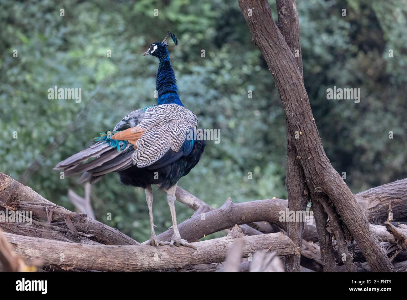 Indian Peafowl (Pavo cristatus) in the natural habitat of forest ...