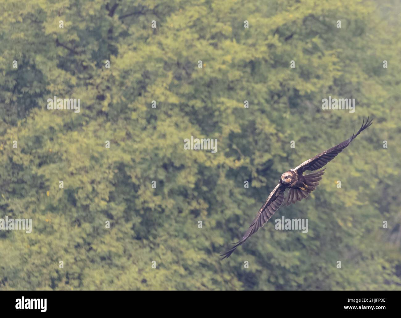 Marsh Harrier (Circus aeruginosus) Bird in flight Stock Photo - Alamy