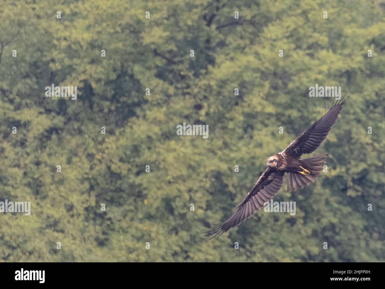 Marsh Harrier (Circus aeruginosus) Bird in flight Stock Photo - Alamy
