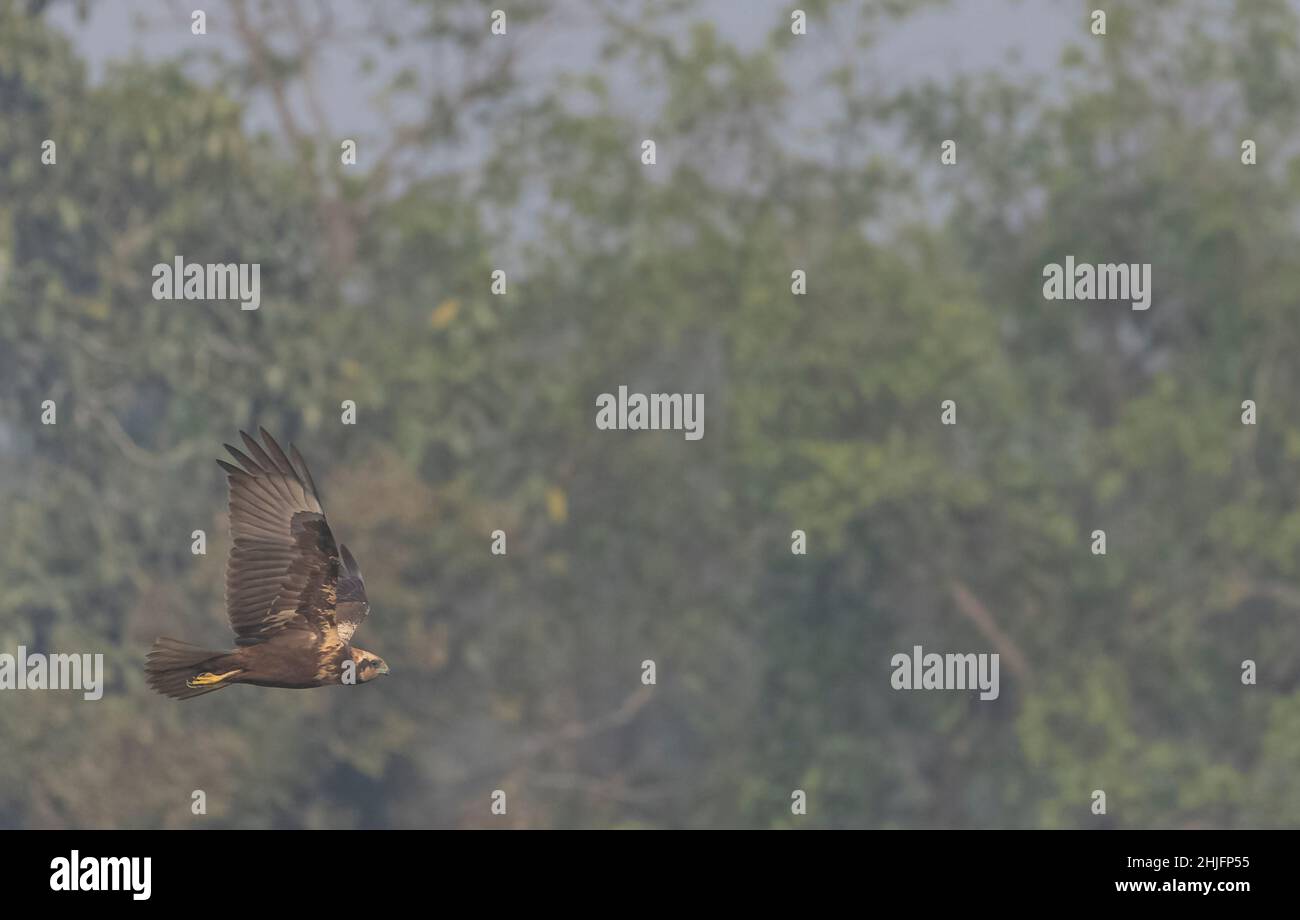 Marsh Harrier (Circus aeruginosus) Bird in flight Stock Photo - Alamy