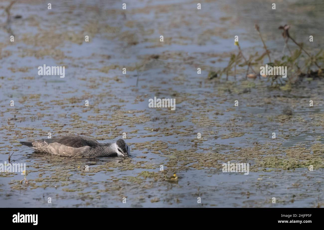Cotton pygmy goose (Nettapus coromandelianus) floating on water Stock ...