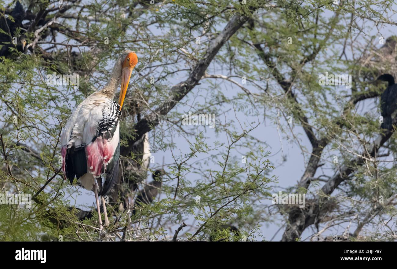 Painted Stork (Mycteria leucocephala) bird in the forest of north india ...