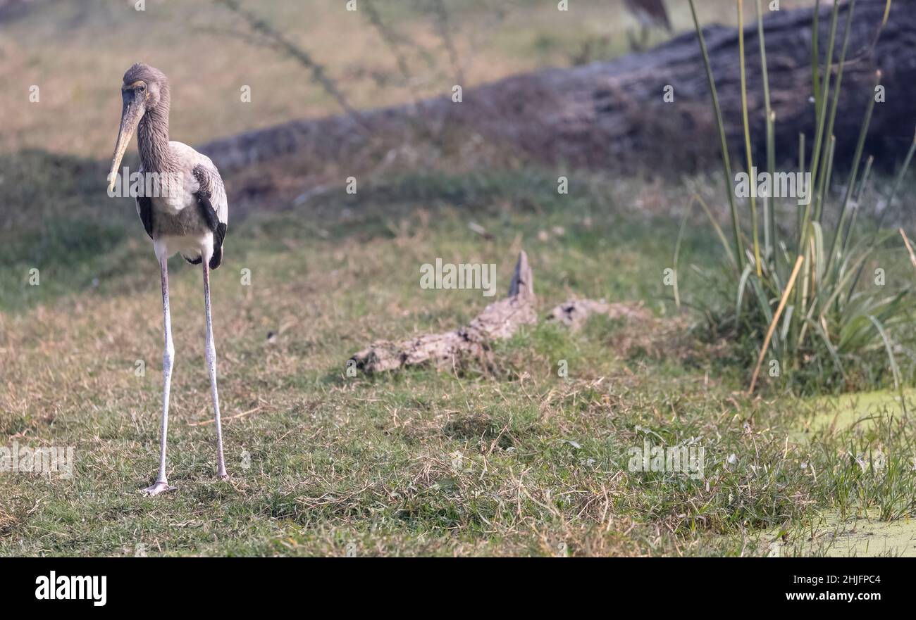 Painted Stork (Mycteria leucocephala) bird in the forest of north india ...