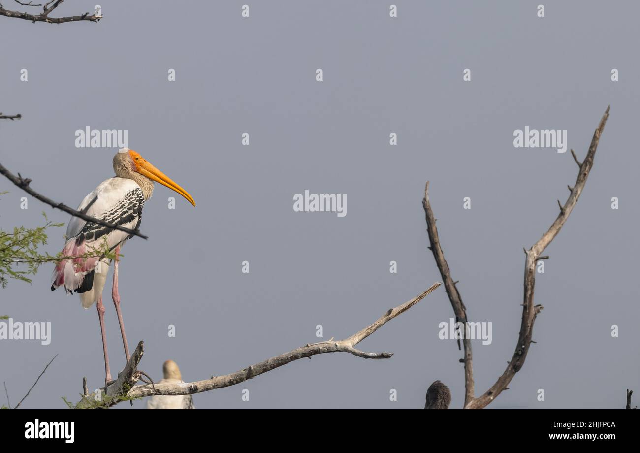 Painted Stork (Mycteria leucocephala) bird in the forest of north india ...