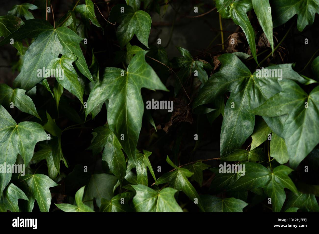 Beautiful closeup textured vine background for presentations. Foliage ...