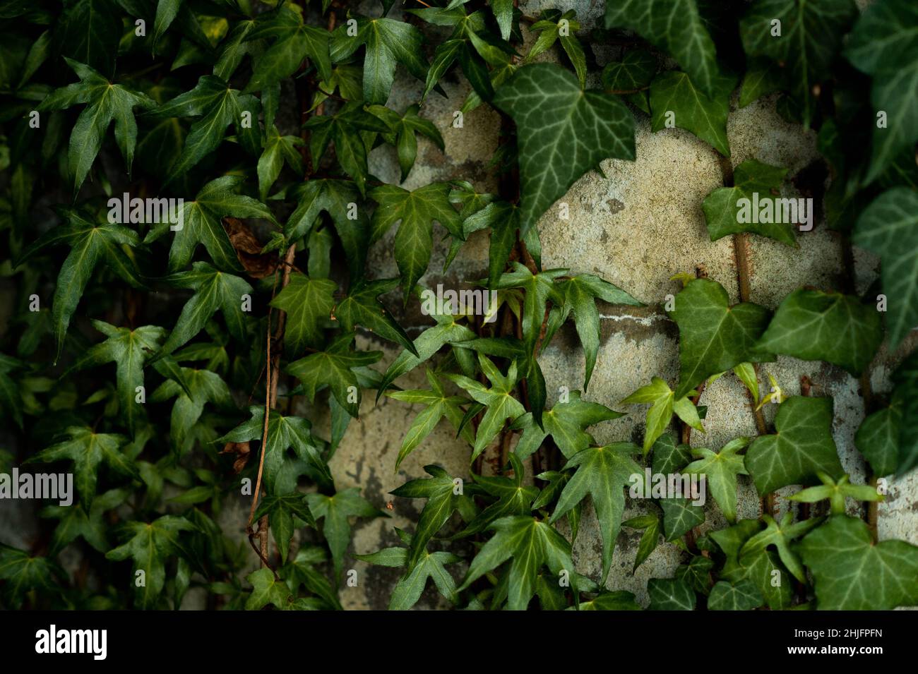 Beautiful closeup textured vine background for presentations. Foliage ...