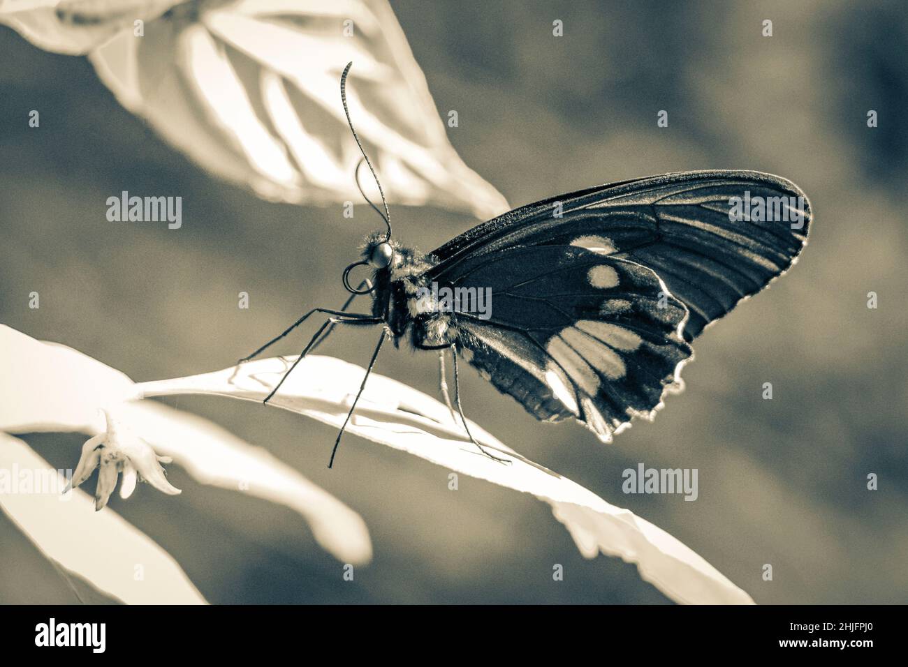 Amazon postman butterfly hi-res stock photography and images - Alamy