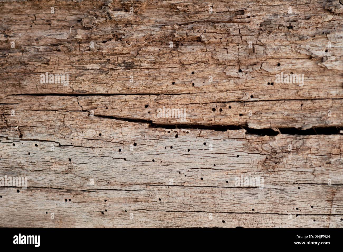 Cracked rough light brown tree trunk background/backdrop Stock Photo ...