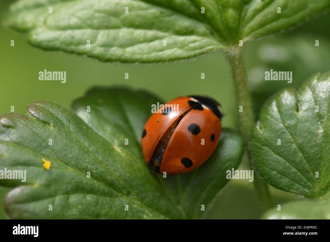 Ladybug on a plant leaf Stock Photo - Alamy