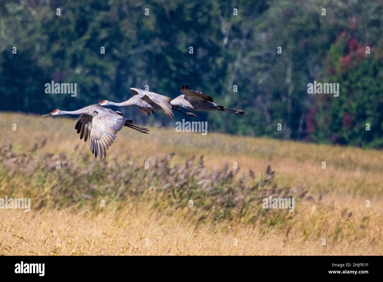 Closeup of cranes flying in the air in Montezuma National Wildlife ...