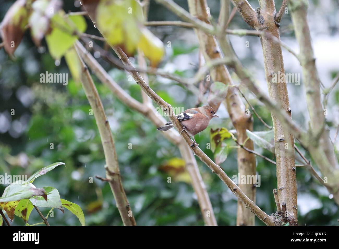 Closeup of a finch sitting on a branch Stock Photo - Alamy