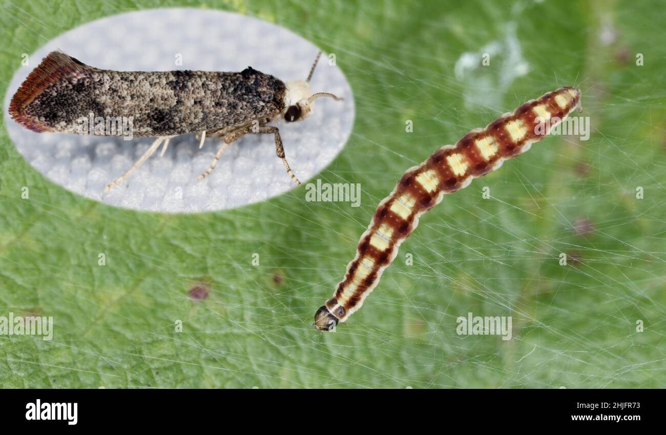 Green peach aphid hi-res stock photography and images - Alamy