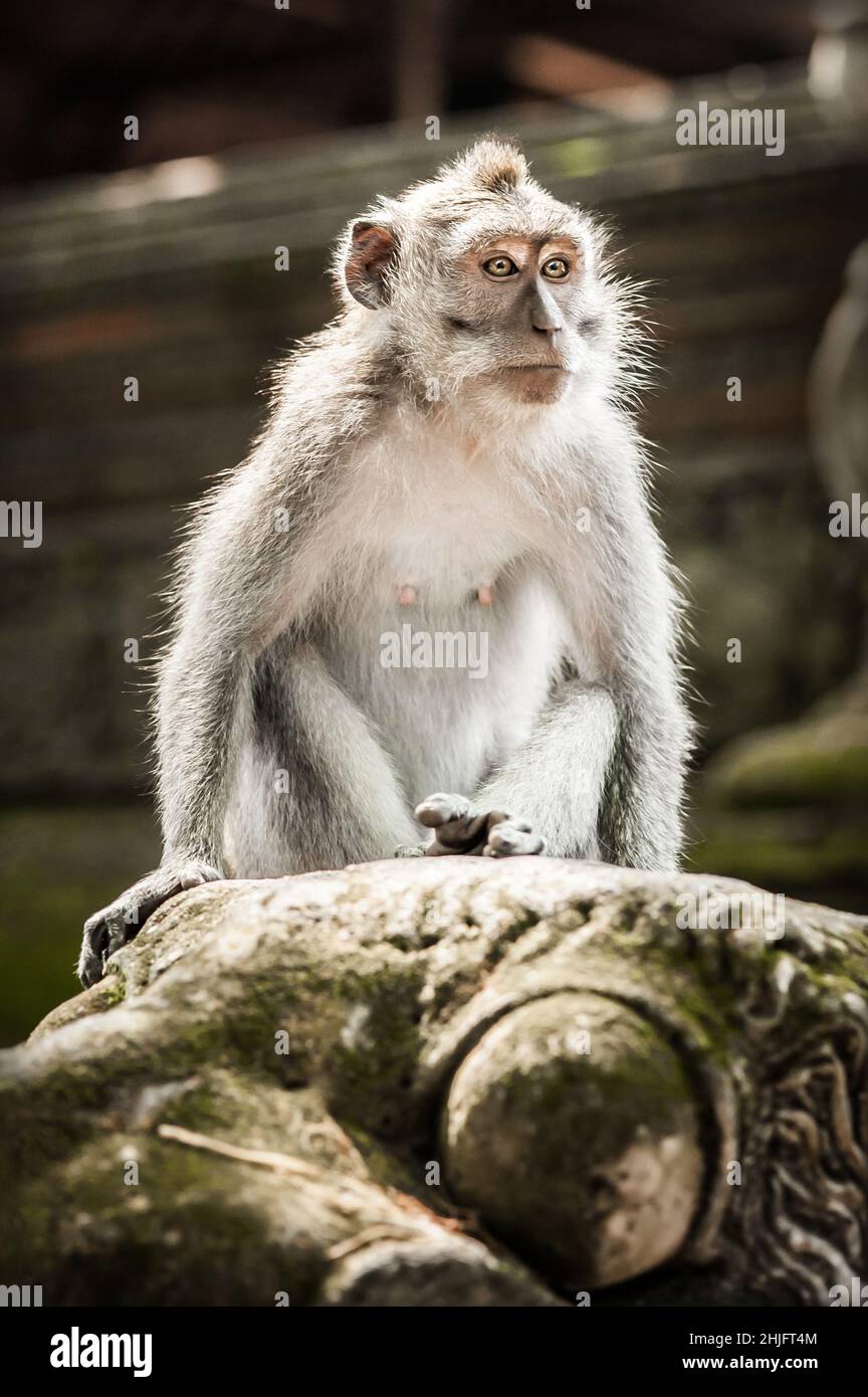 Portrait of long tailed macaque monkeys at sacred monkey forest. Ubud ...