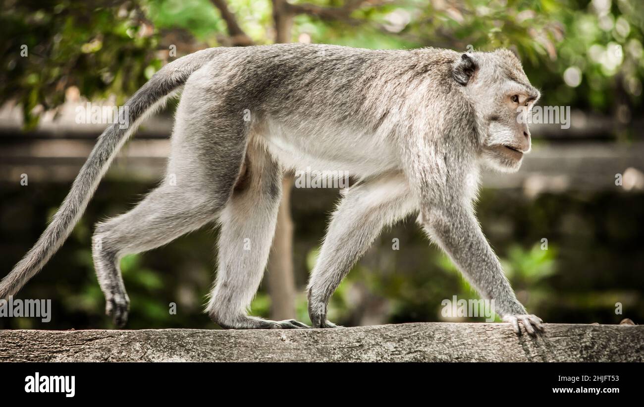 Portrait of long tailed macaque monkeys at sacred monkey forest. Ubud ...