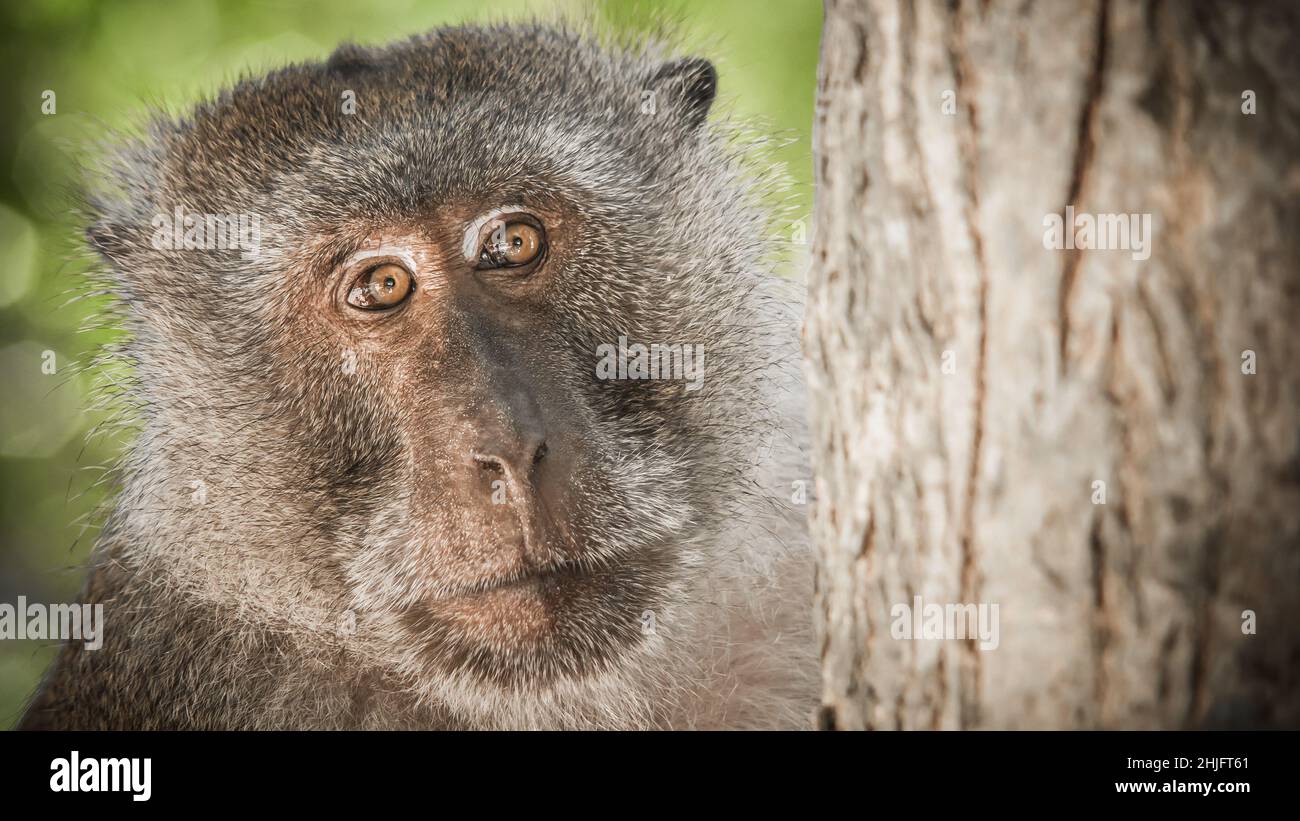Portrait of long tailed macaque monkeys at sacred monkey forest. Ubud ...