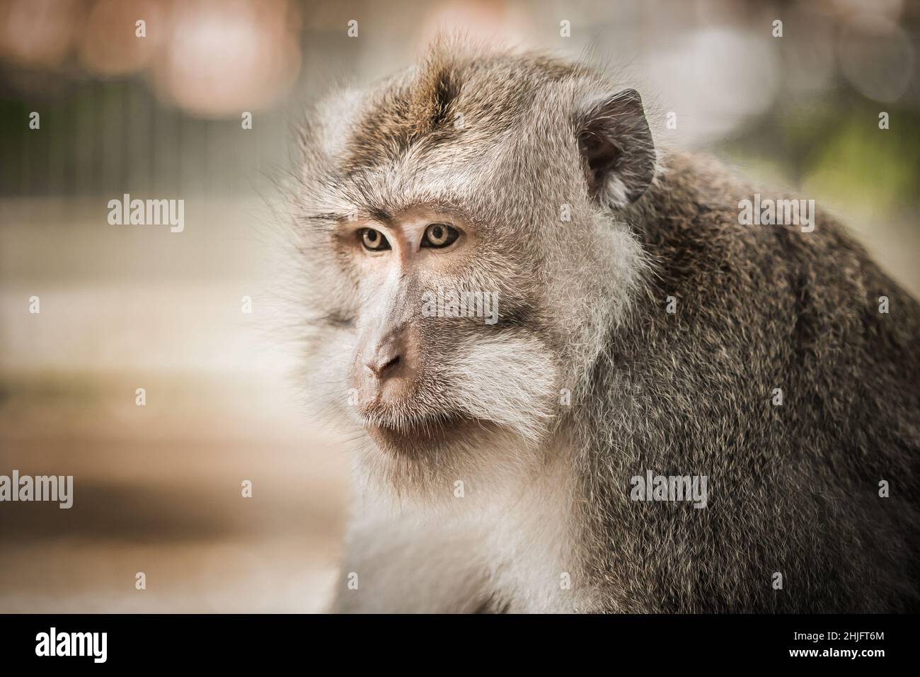 Portrait of long tailed macaque monkeys at sacred monkey forest. Ubud ...